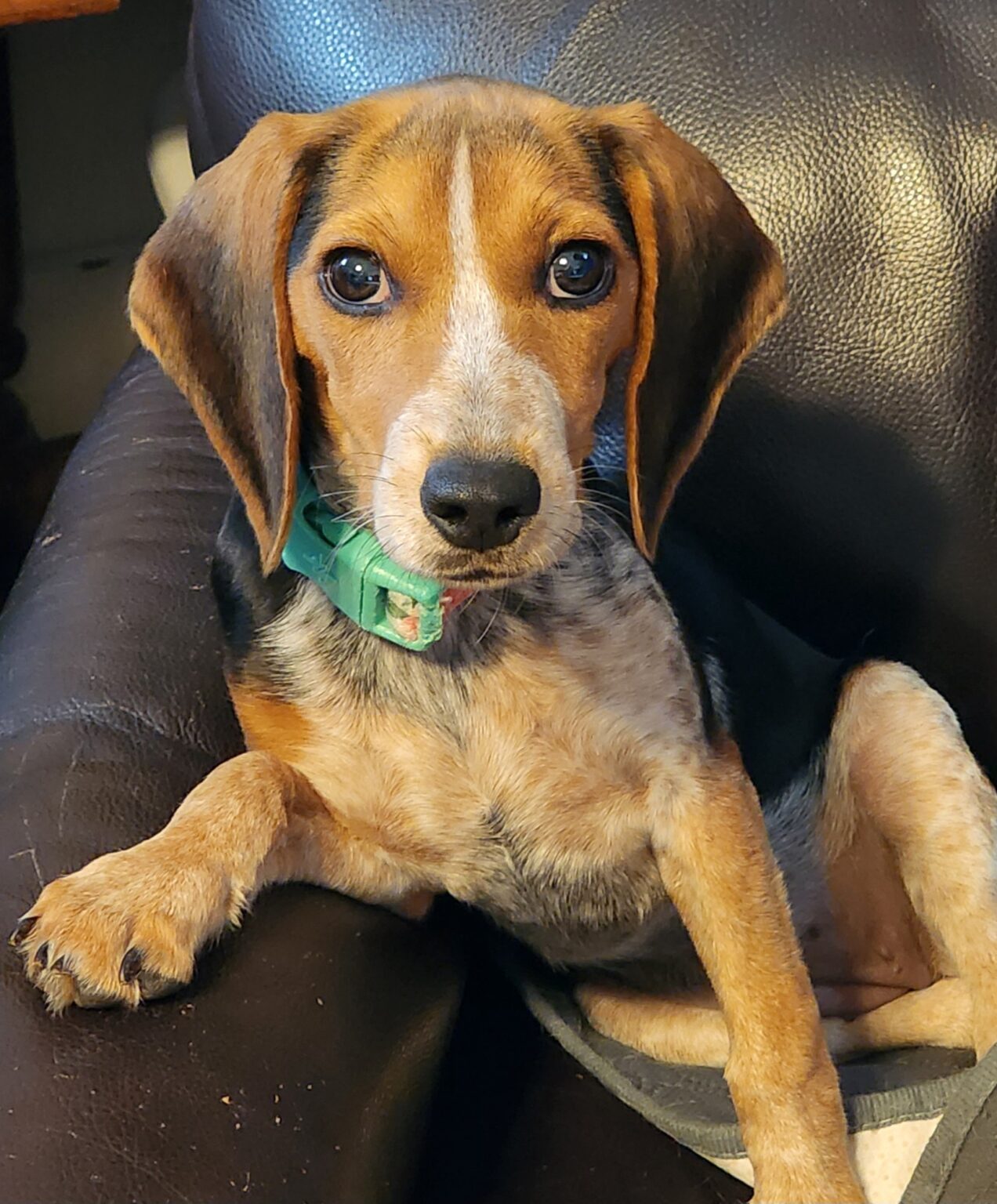 Donate – Field of Dreams Rescue Inc.