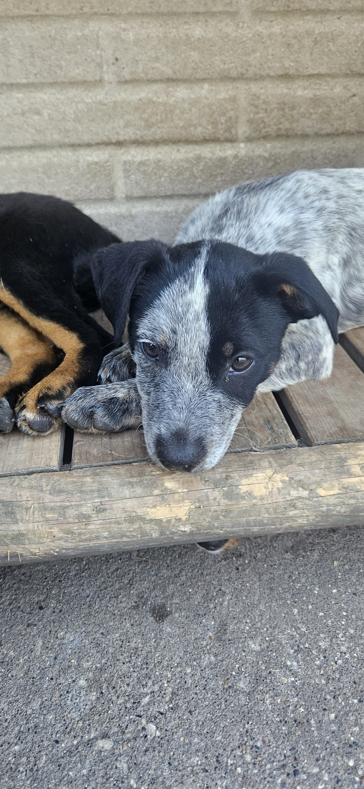 Jayla – Field of Dreams Rescue Inc.
